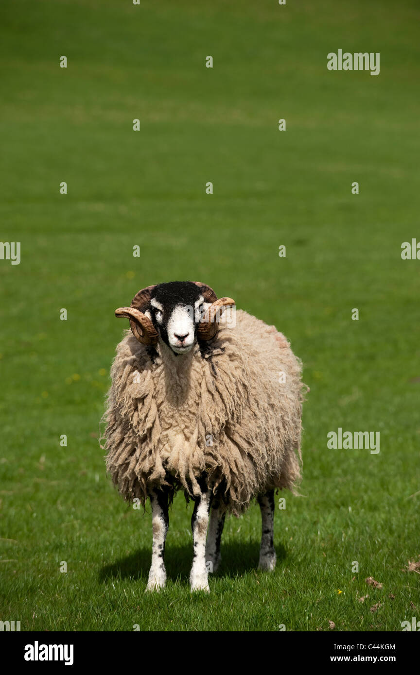 Swaledale ram in pasture. Cumbria, UK Stock Photo - Alamy