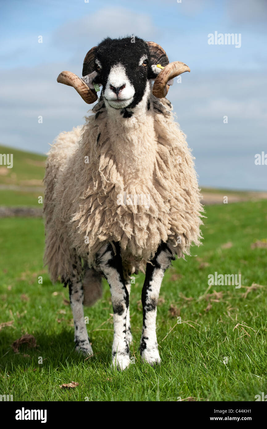 Swaledale ram in pasture. Cumbria, UK Stock Photo - Alamy