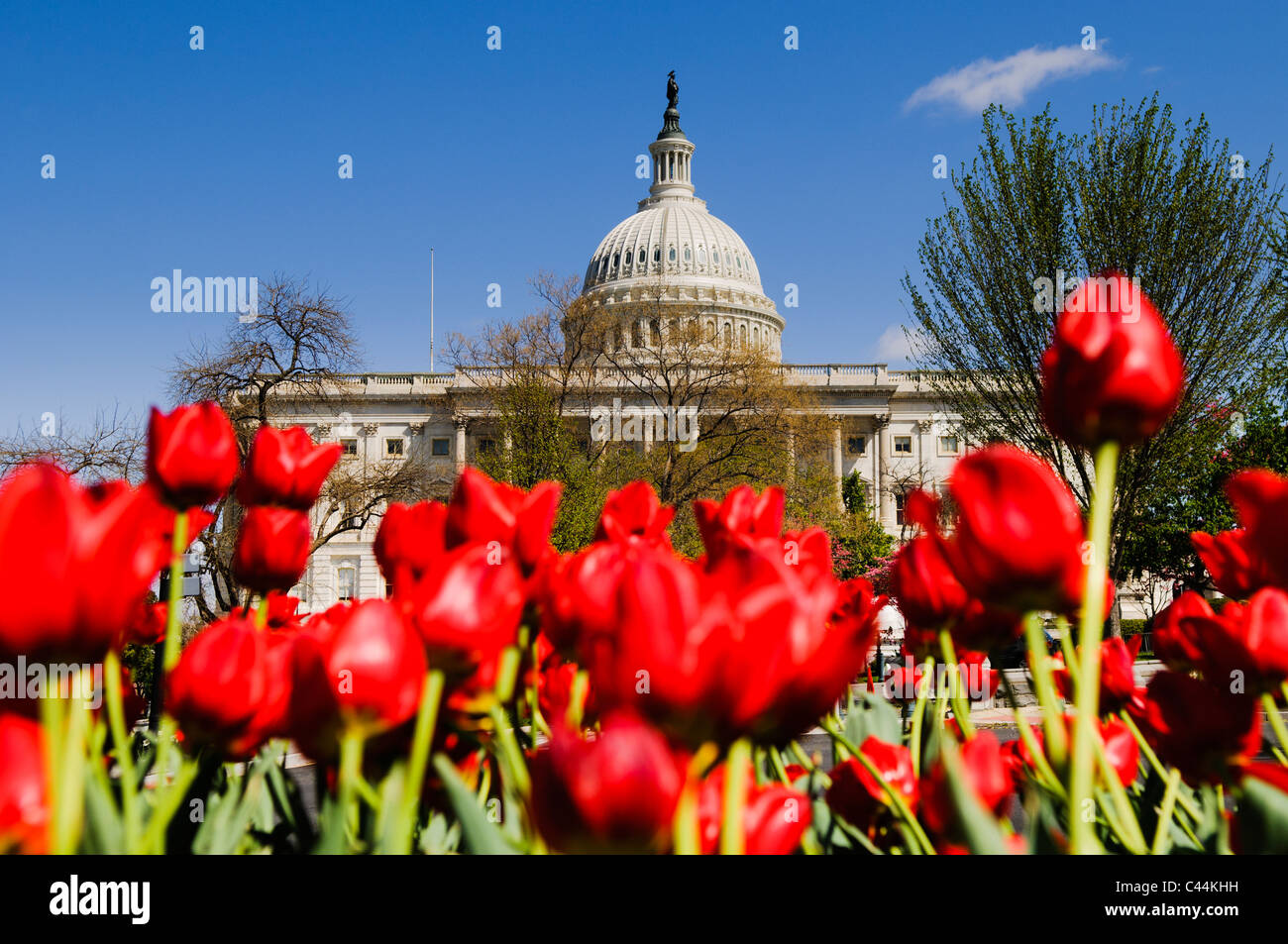 WASHINGTON, DC, United States — A vibrant display of spring tulips ...