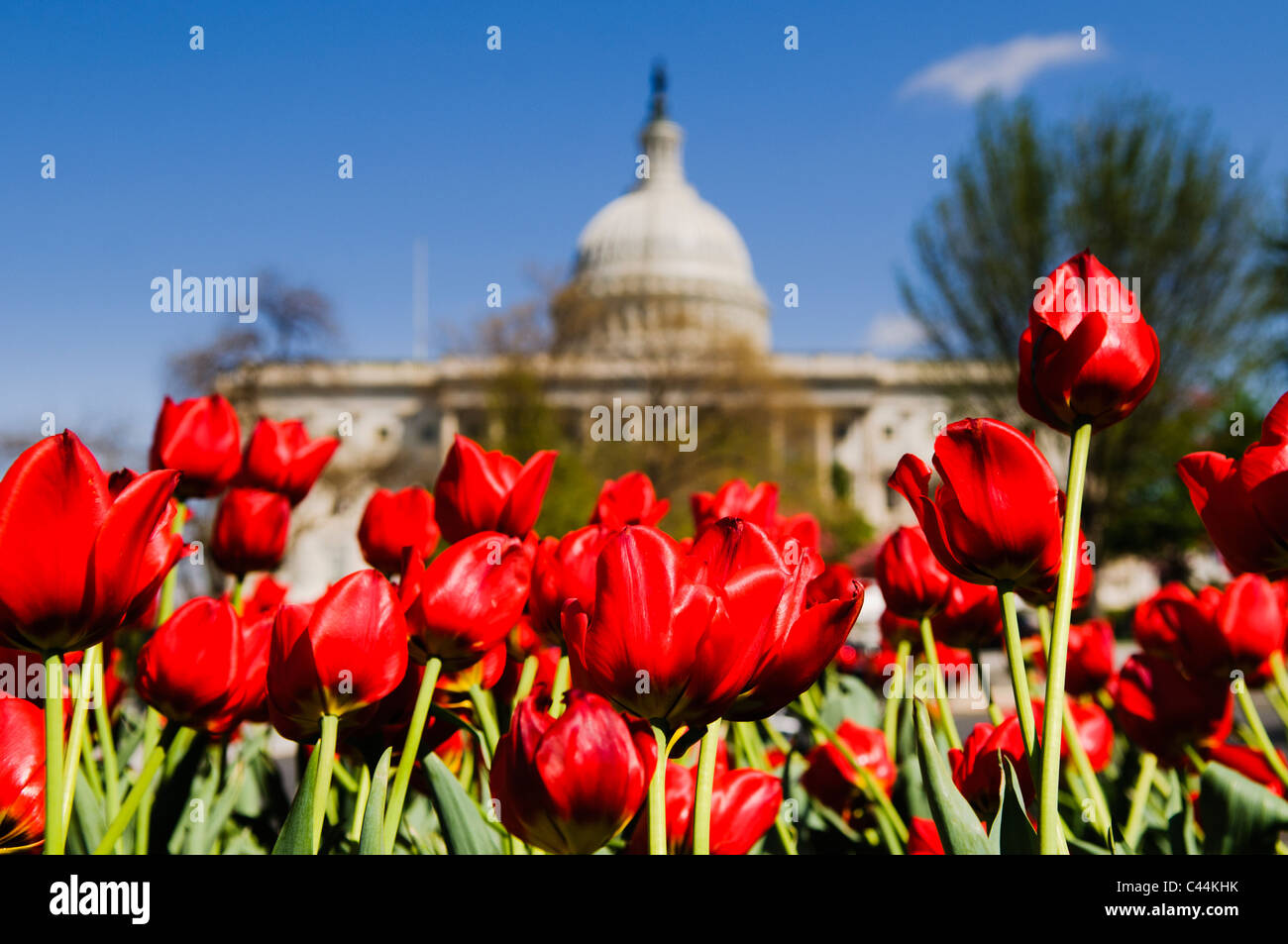 Washington dc iconic spring scenery hi-res stock photography and images ...