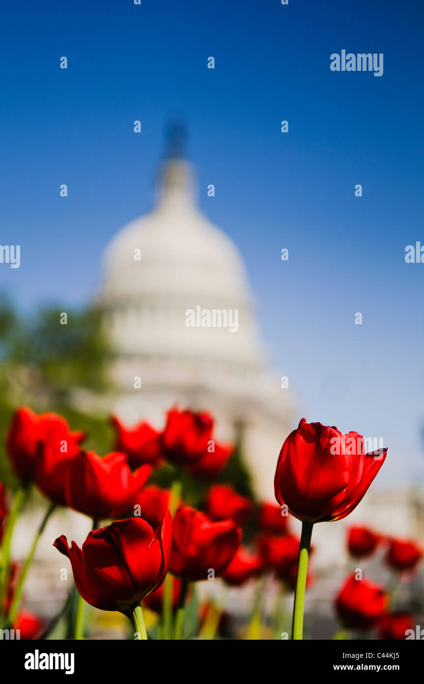 Capitol building washington dc spring flowers hi-res stock photography ...