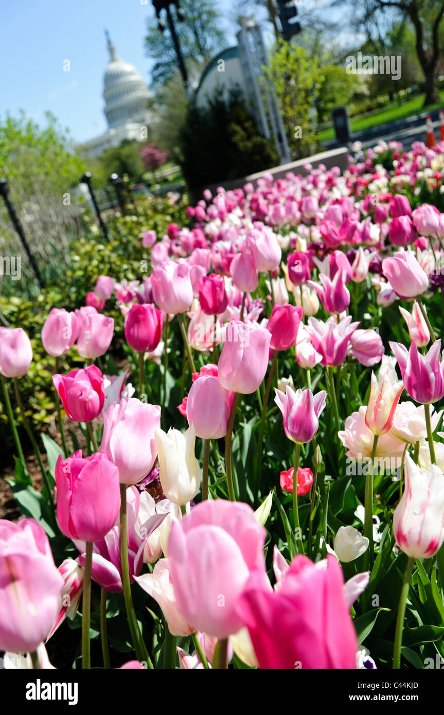 Pink and white tulips in bloom in spring in Washington DC with the US ...