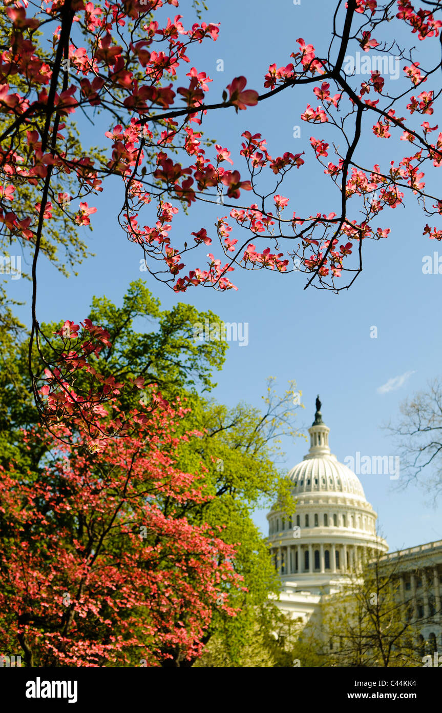 WASHINGTON, DC — The United States Capitol dome rises prominently in ...