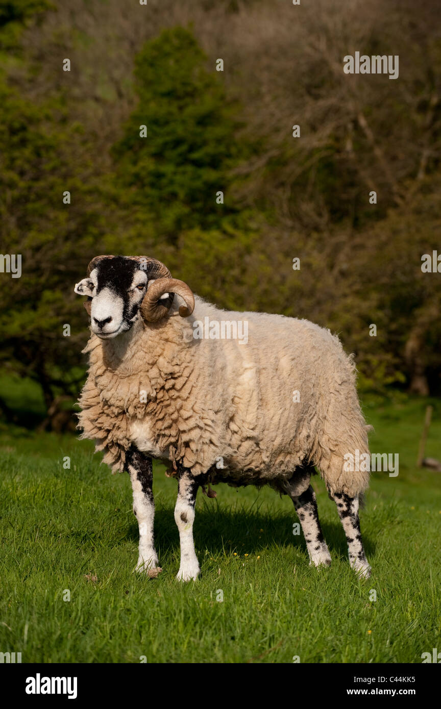 Swaledale rams in pasture. Cumbria, UK Stock Photo - Alamy