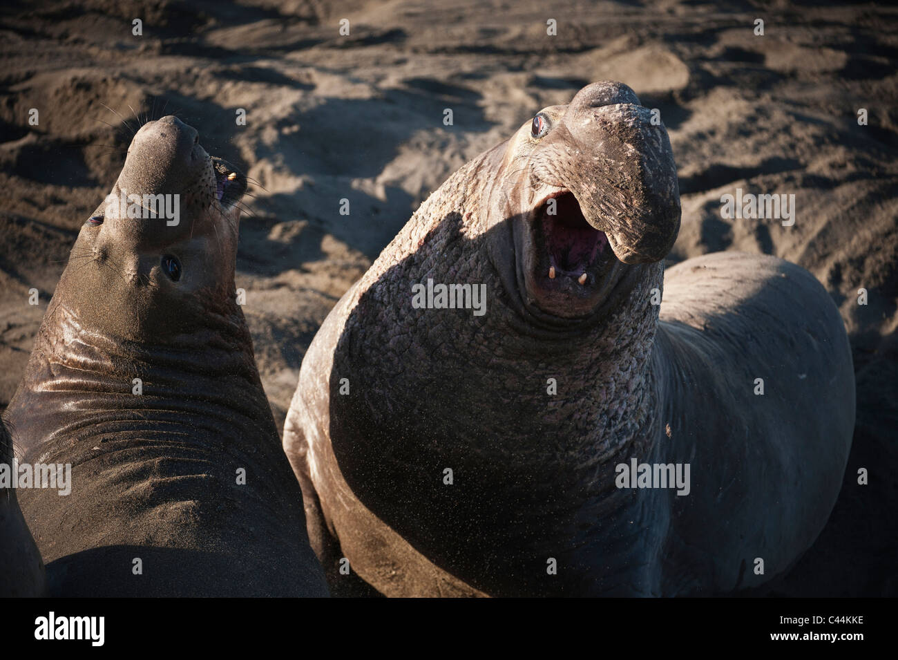 Male elephant seals fighting hi-res stock photography and images - Alamy