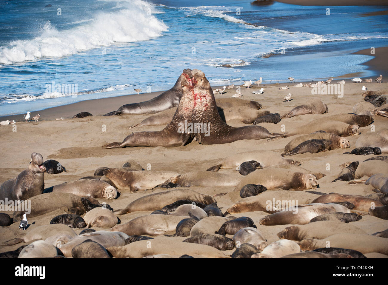 Elephant bull seals fighting hi-res stock photography and images - Alamy