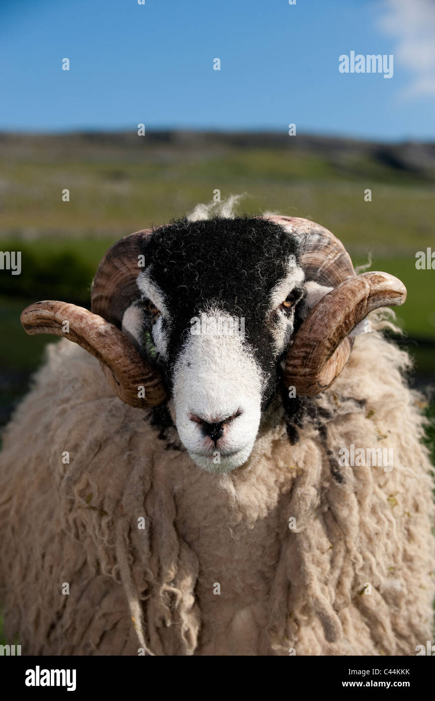 Ram tup male sheep horns hi-res stock photography and images - Alamy