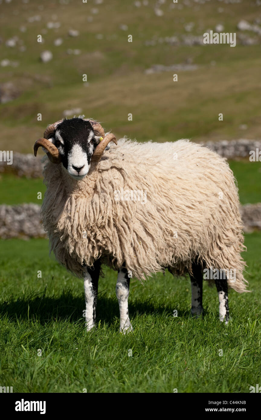 Sheep horns swaledale hi-res stock photography and images - Alamy
