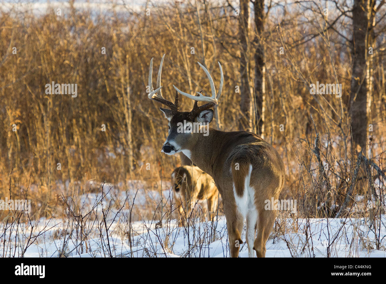 Follow deer hi-res stock photography and images - Alamy