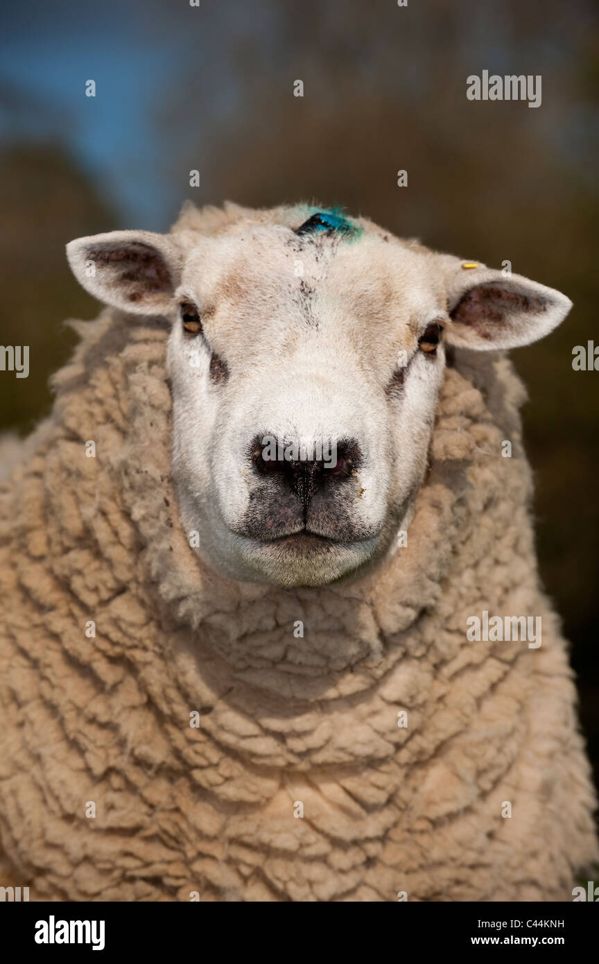 Texel tup hi-res stock photography and images - Alamy