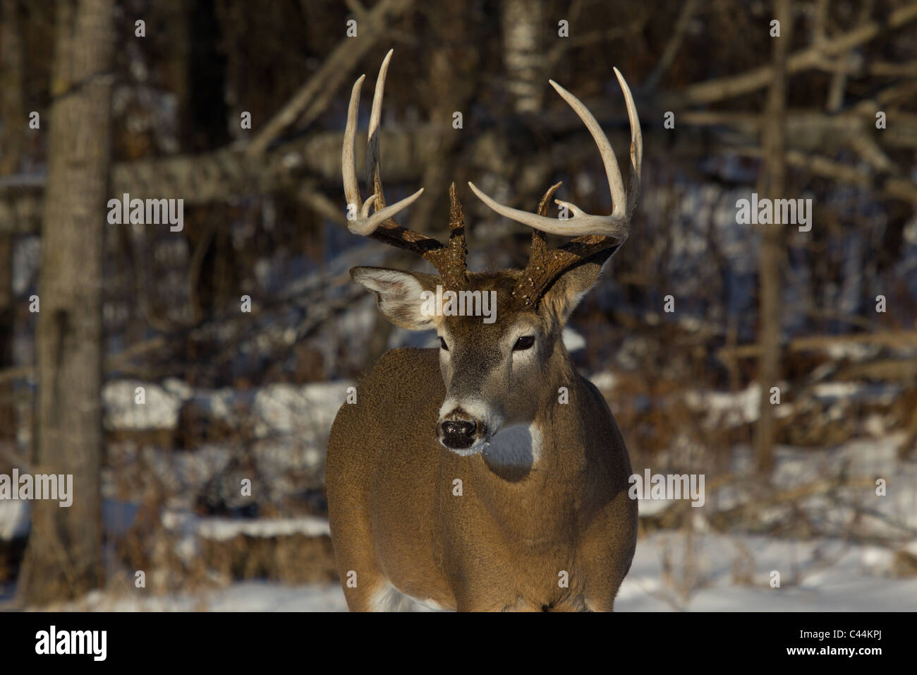 Whitetail deer buck winter hi-res stock photography and images - Alamy