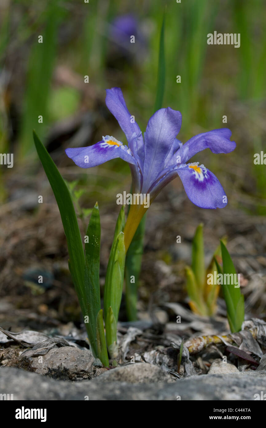 Dwarf Lake Iris Iris lacustris Northern Lake Huron Shoreline USA, by ...