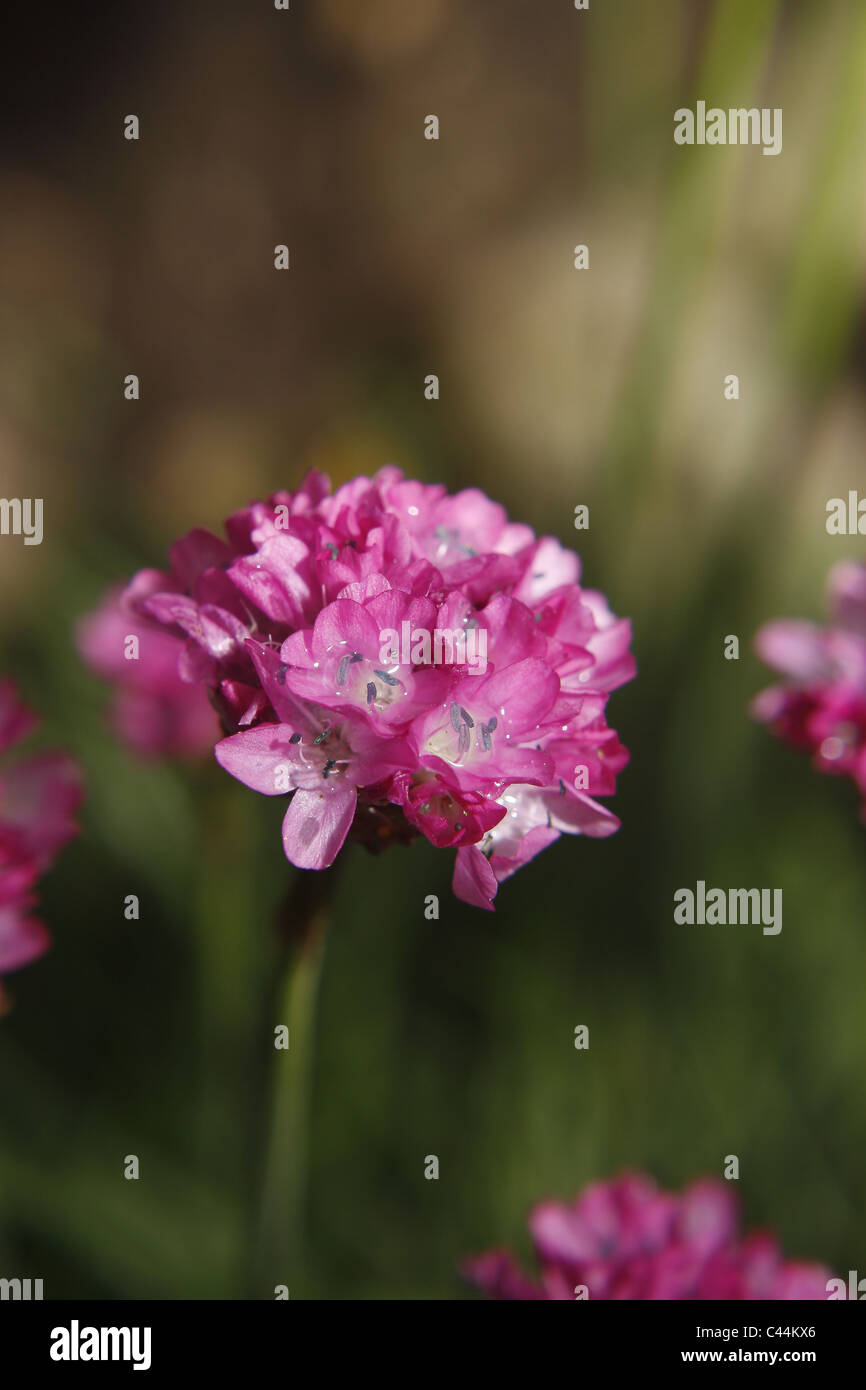 Armeria flowers growing in garden. Worksop, Notts, England Stock Photo ...