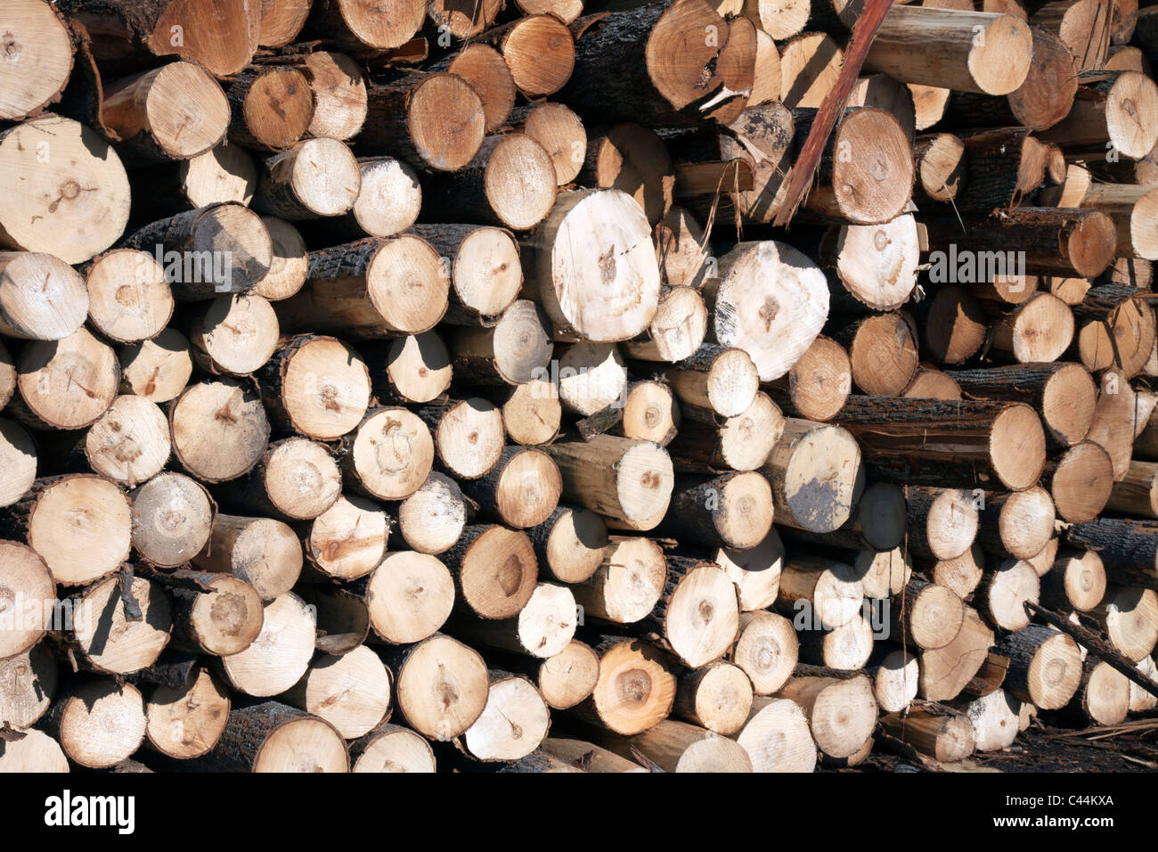 Stacked Cut trees at Lumberyard USA Stock Photo - Alamy