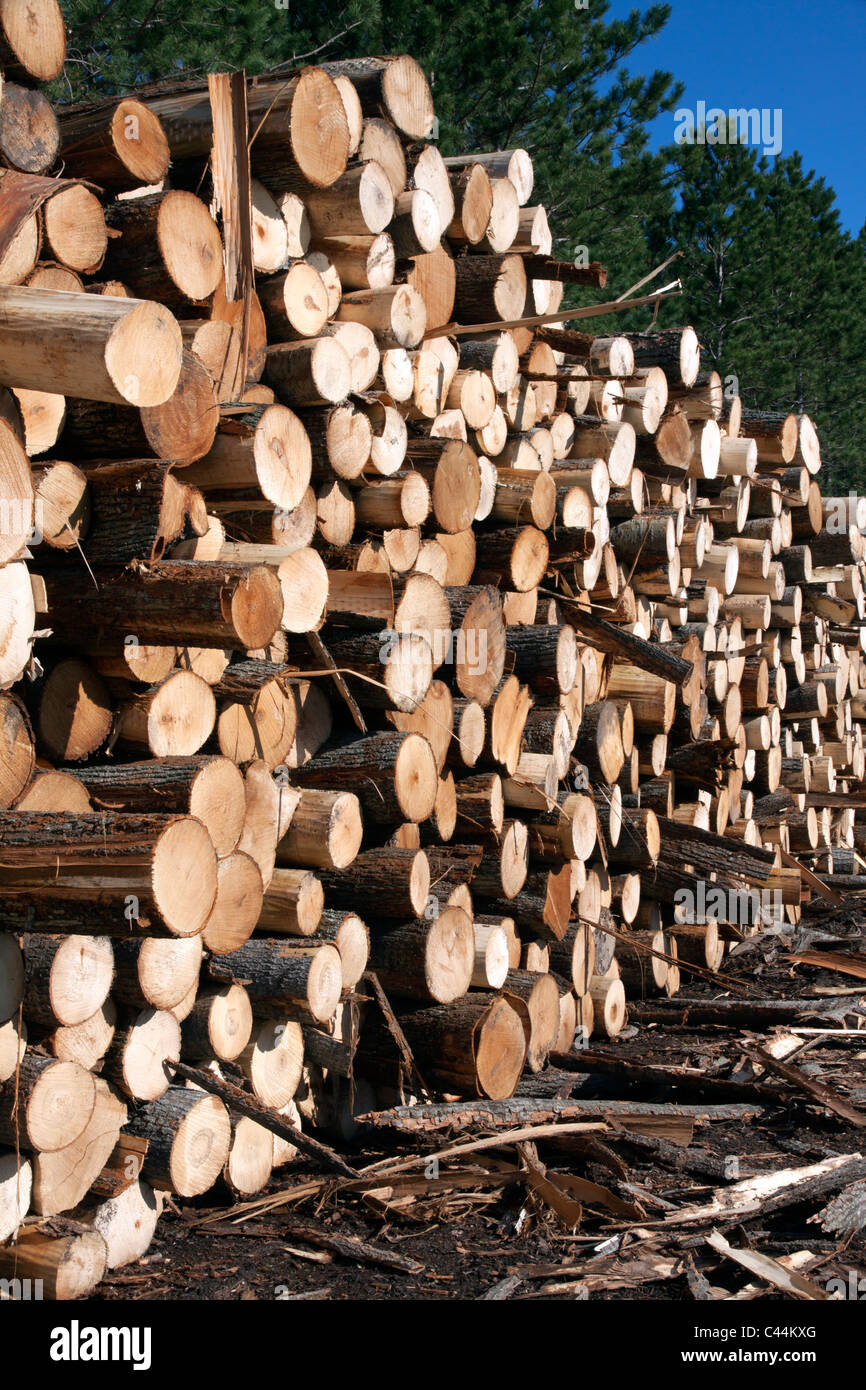 Stacked Cut trees at Lumberyard USA Stock Photo - Alamy