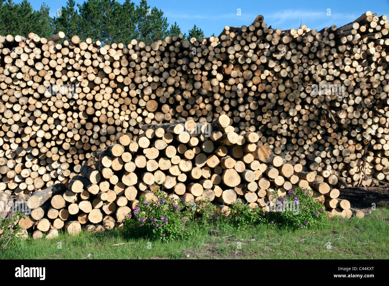 Stacked Cut trees at Lumberyard USA Stock Photo - Alamy