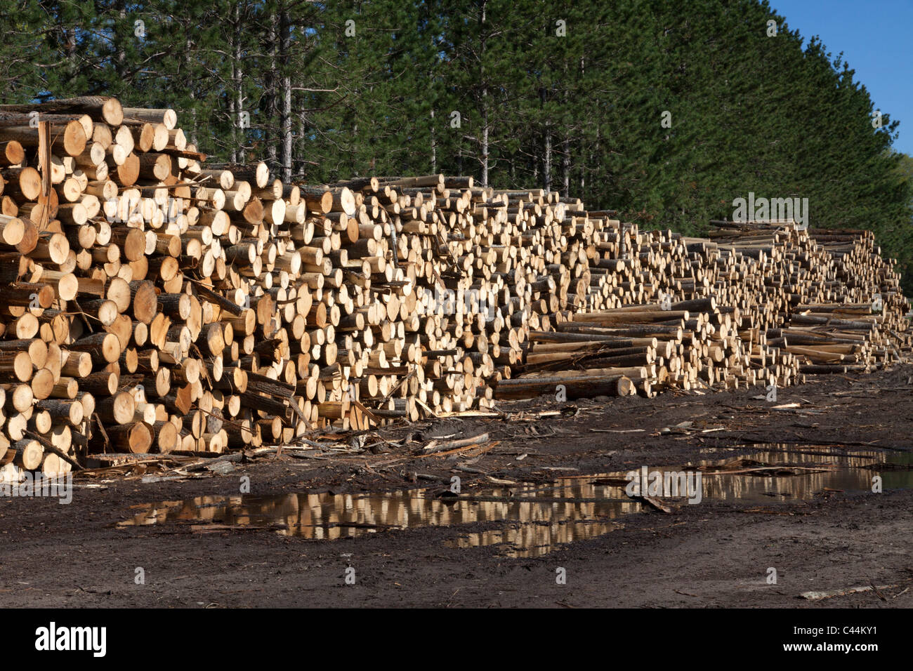 Stacked Cut trees at Lumberyard USA Stock Photo - Alamy