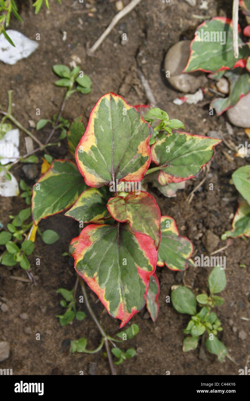 Houttuynia cordata ‘chameleon’ hi-res stock photography and images - Alamy