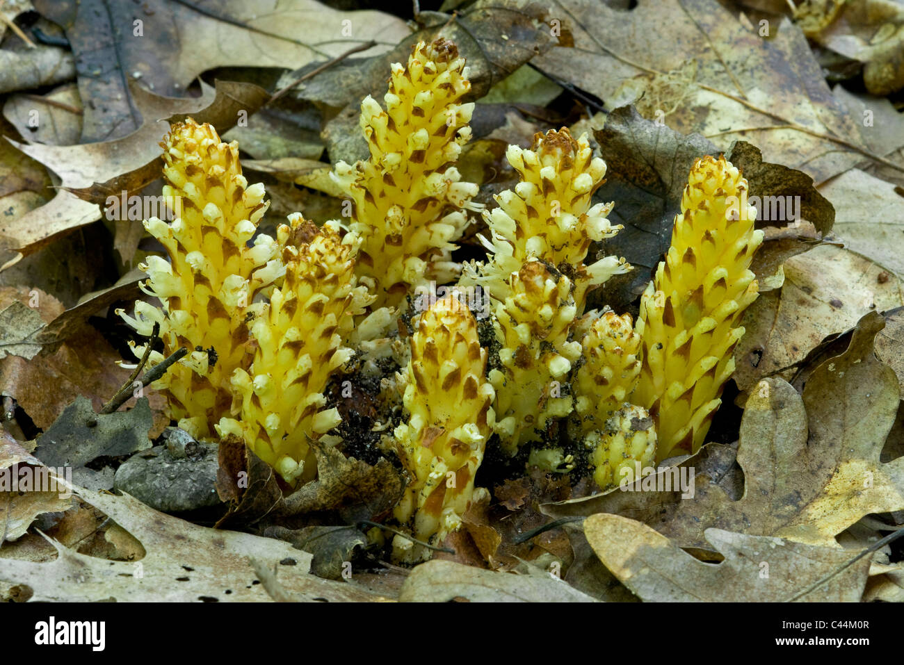 Squawroot or American cancer-root or Bear Corn Conopholis americana in ...