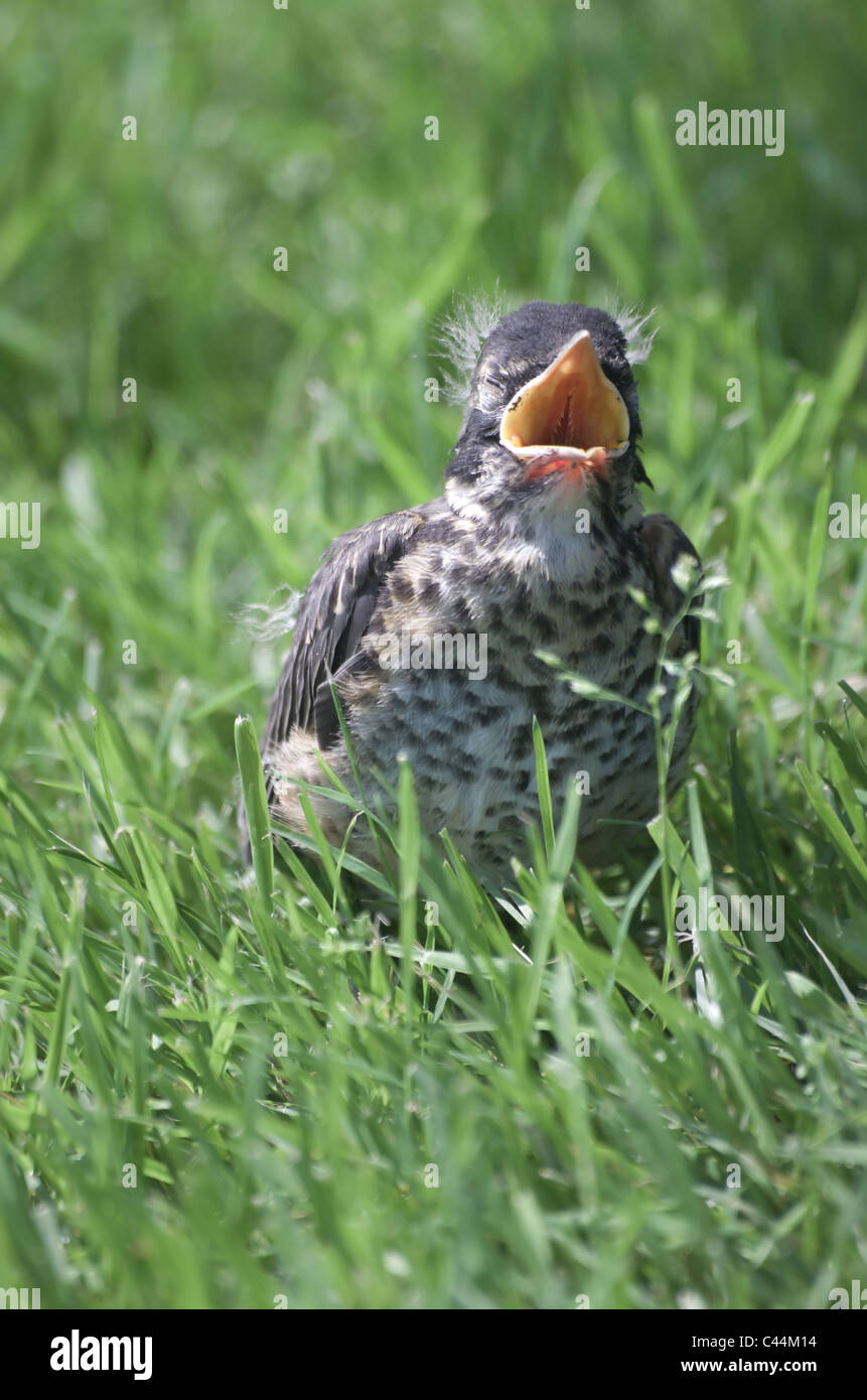 Young robin in grass with mouth open Stock Photo - Alamy