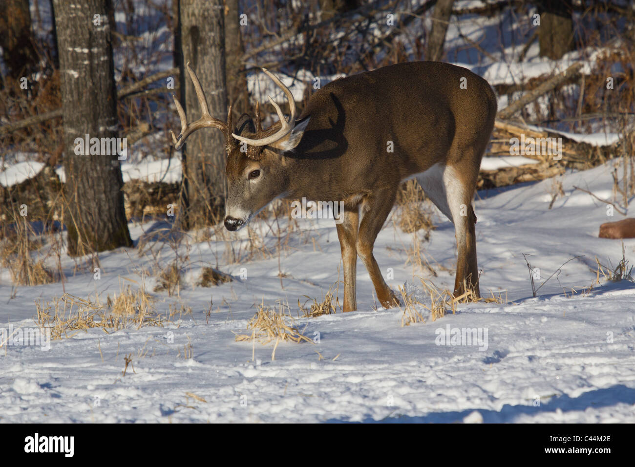 Buck legged hi-res stock photography and images - Alamy