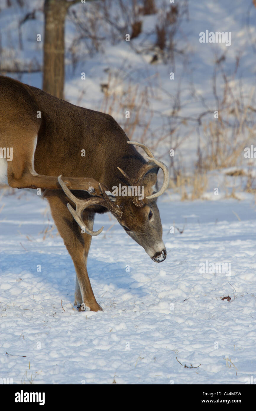 White-tailed buck scratching antlers Stock Photo - Alamy