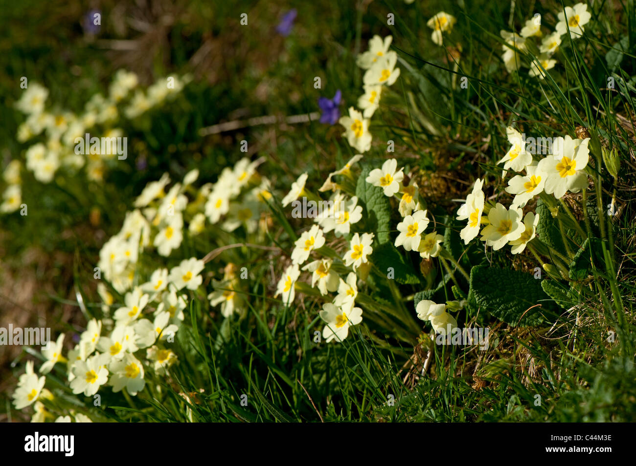 Primrose's growing on riverbank in early spring. (Primula vulgaris ...