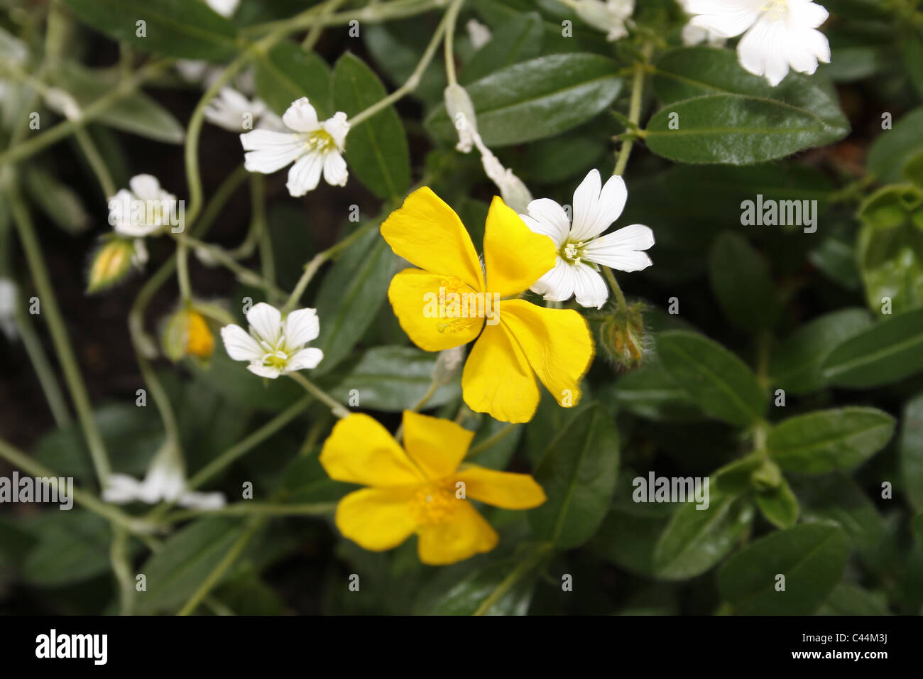 yellow and white flowers in garden. Worksop, Notts, Engand Stock Photo ...