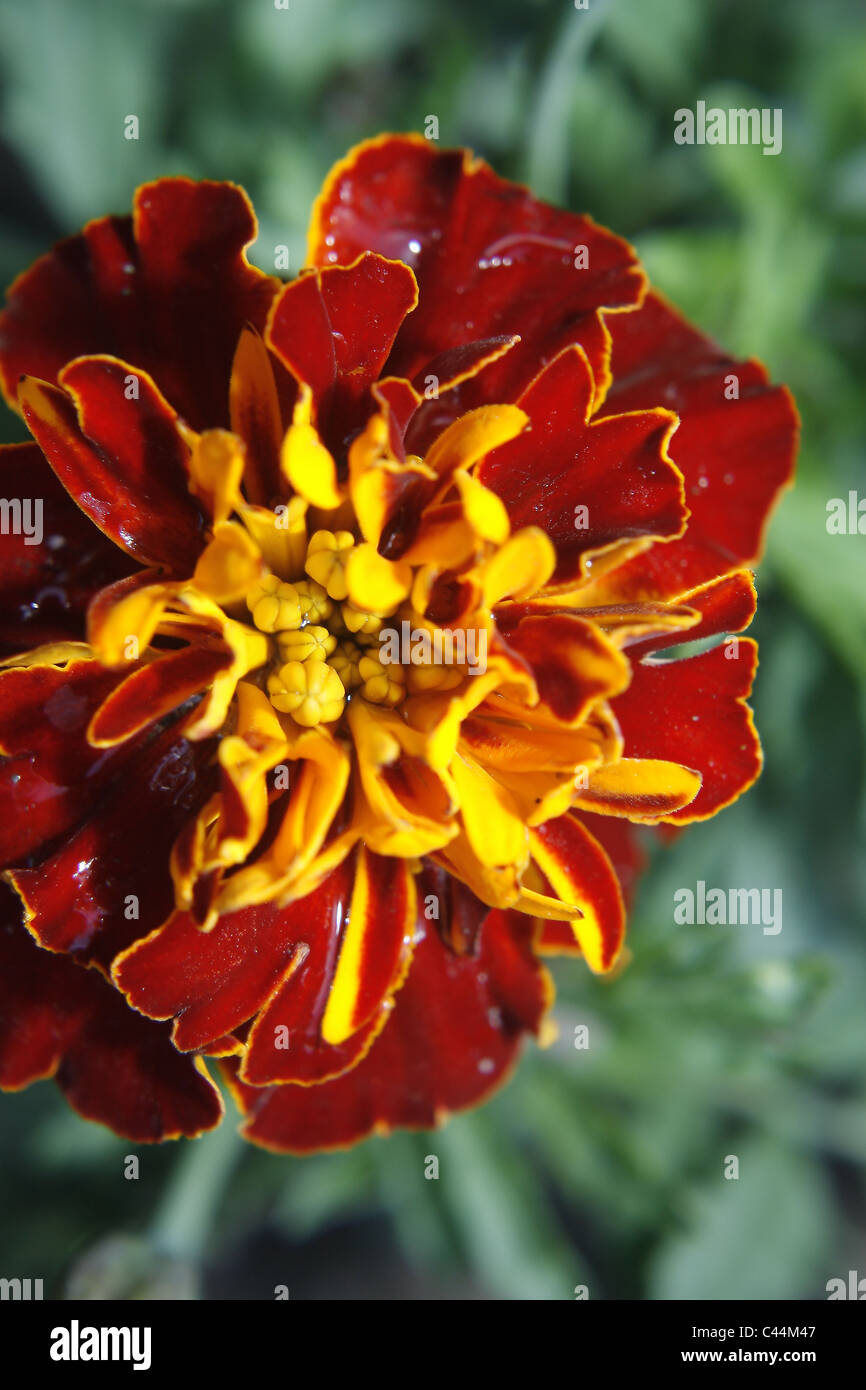 pot marigold in garden. Worksop, Notts, England calendula Stock Photo ...