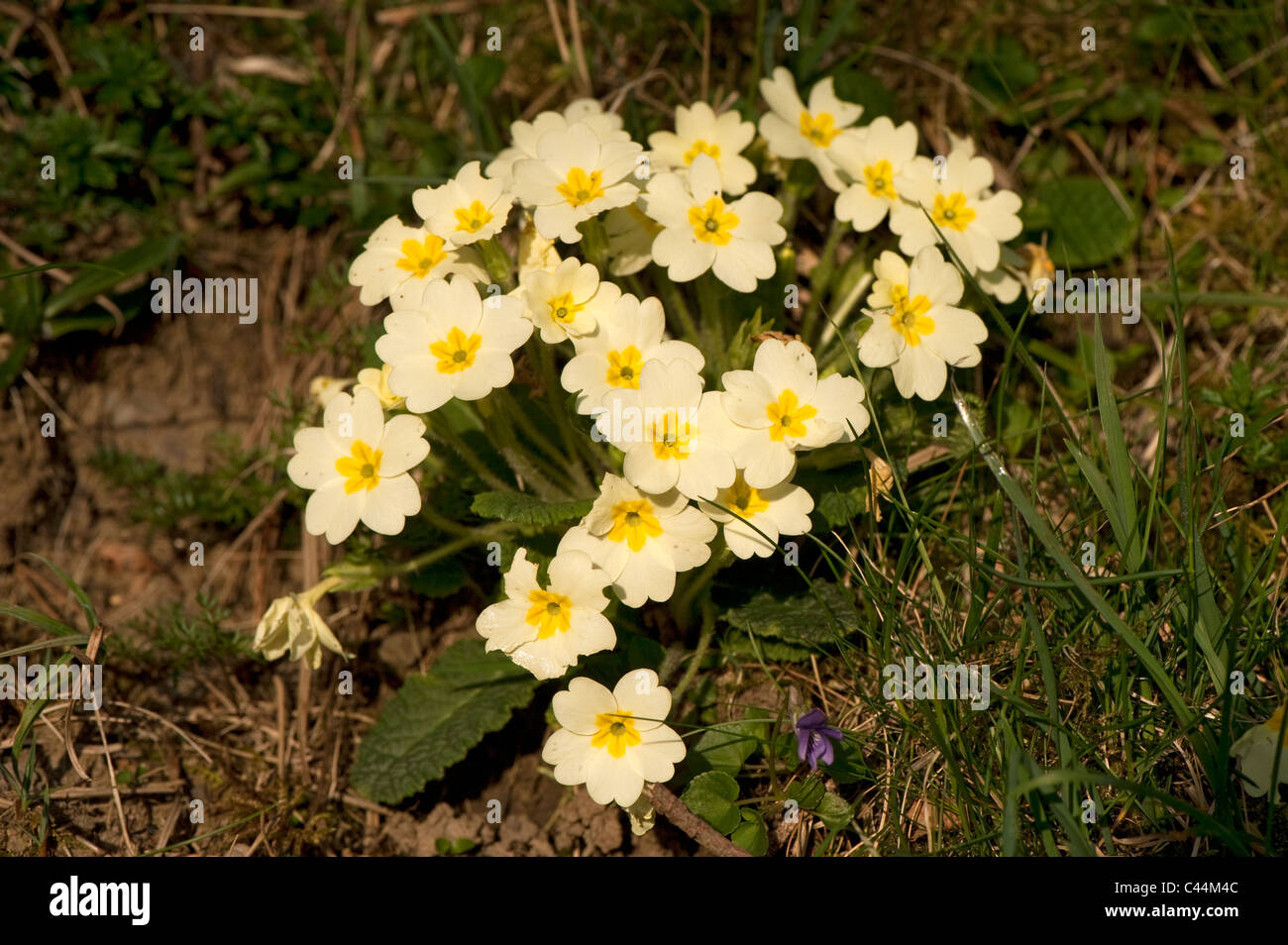 Primrose's growing on riverbank in early spring. (Primula vulgaris ...