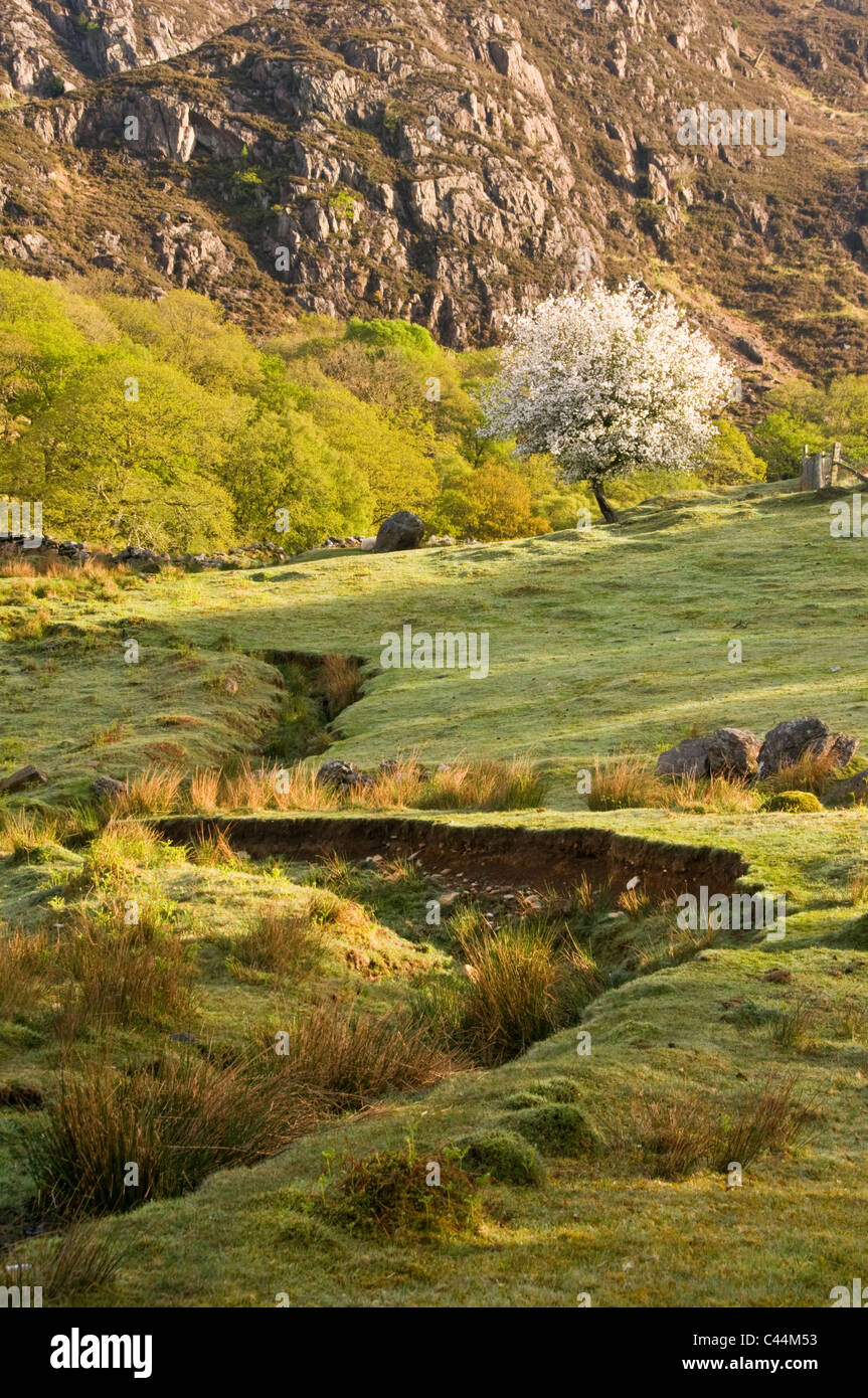Spring Blossom Tree, East of Beddgelert, Snowdonia National Park, North ...