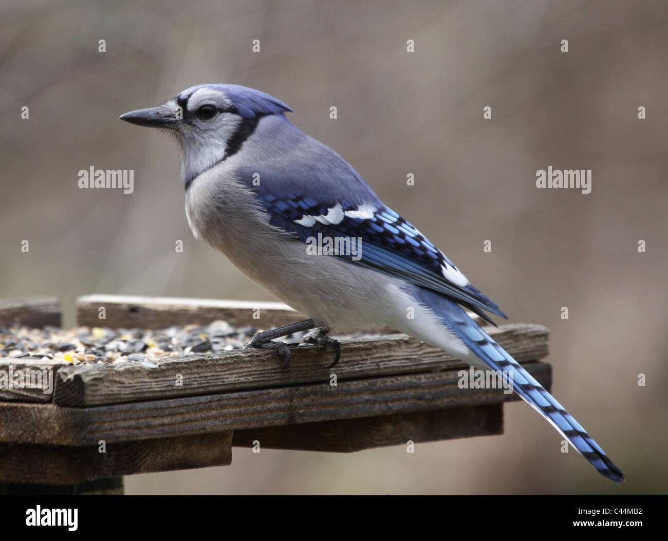 Blue jay hi-res stock photography and images - Alamy
