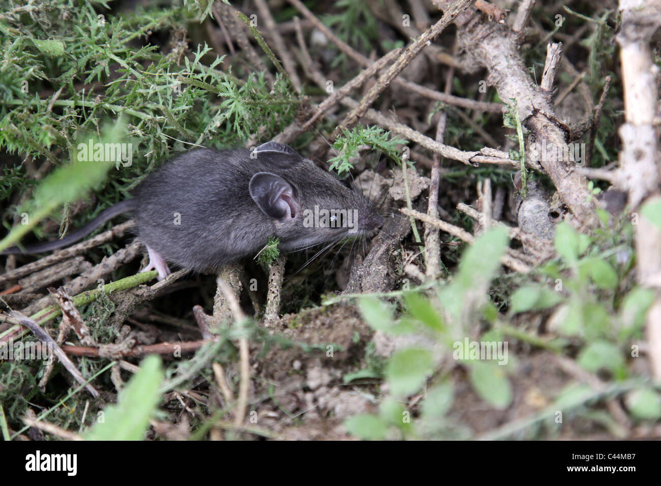 Foraging mouse hi-res stock photography and images - Alamy