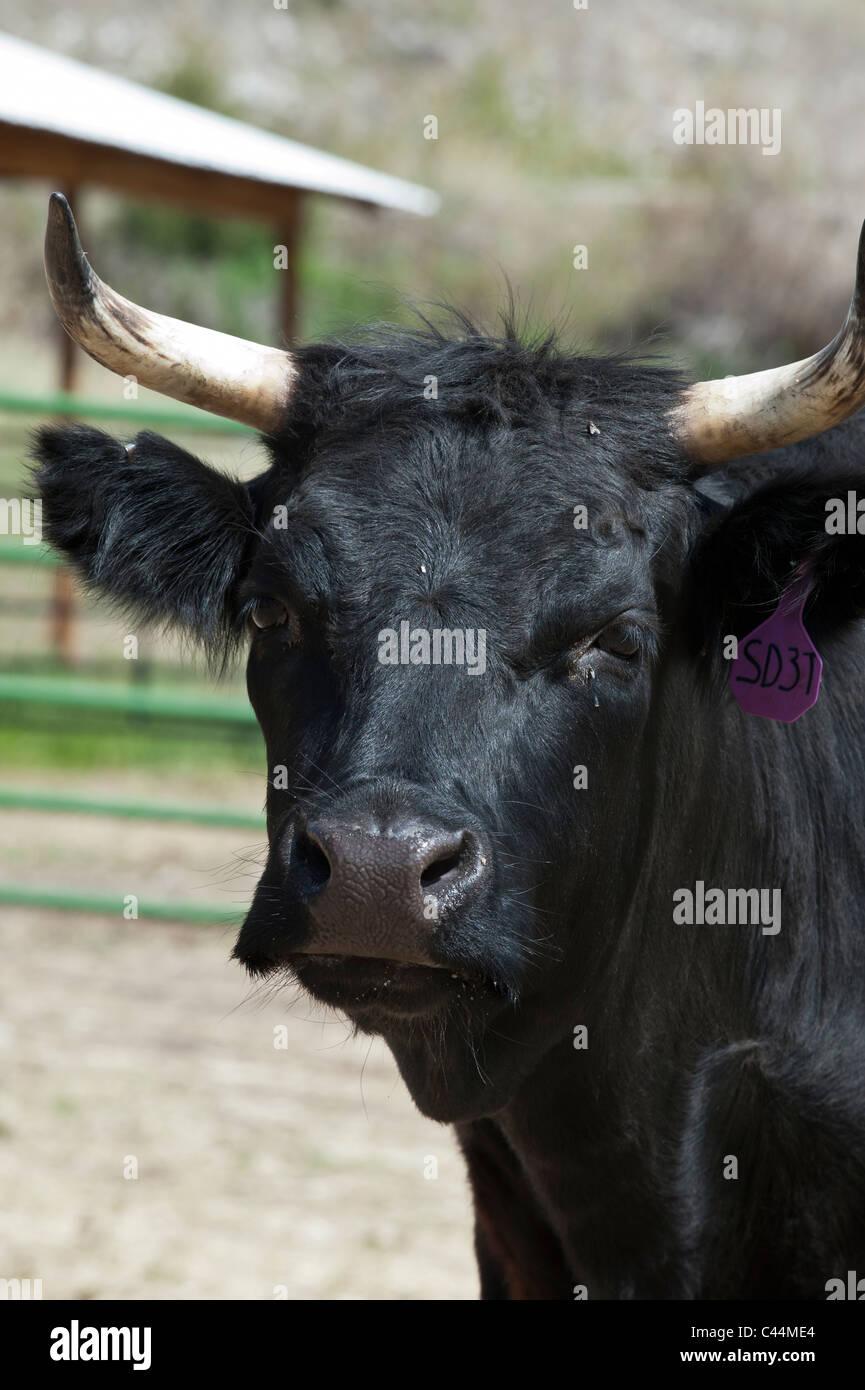 Dexter bull on a family farm in Stevensville, Montana Stock Photo - Alamy