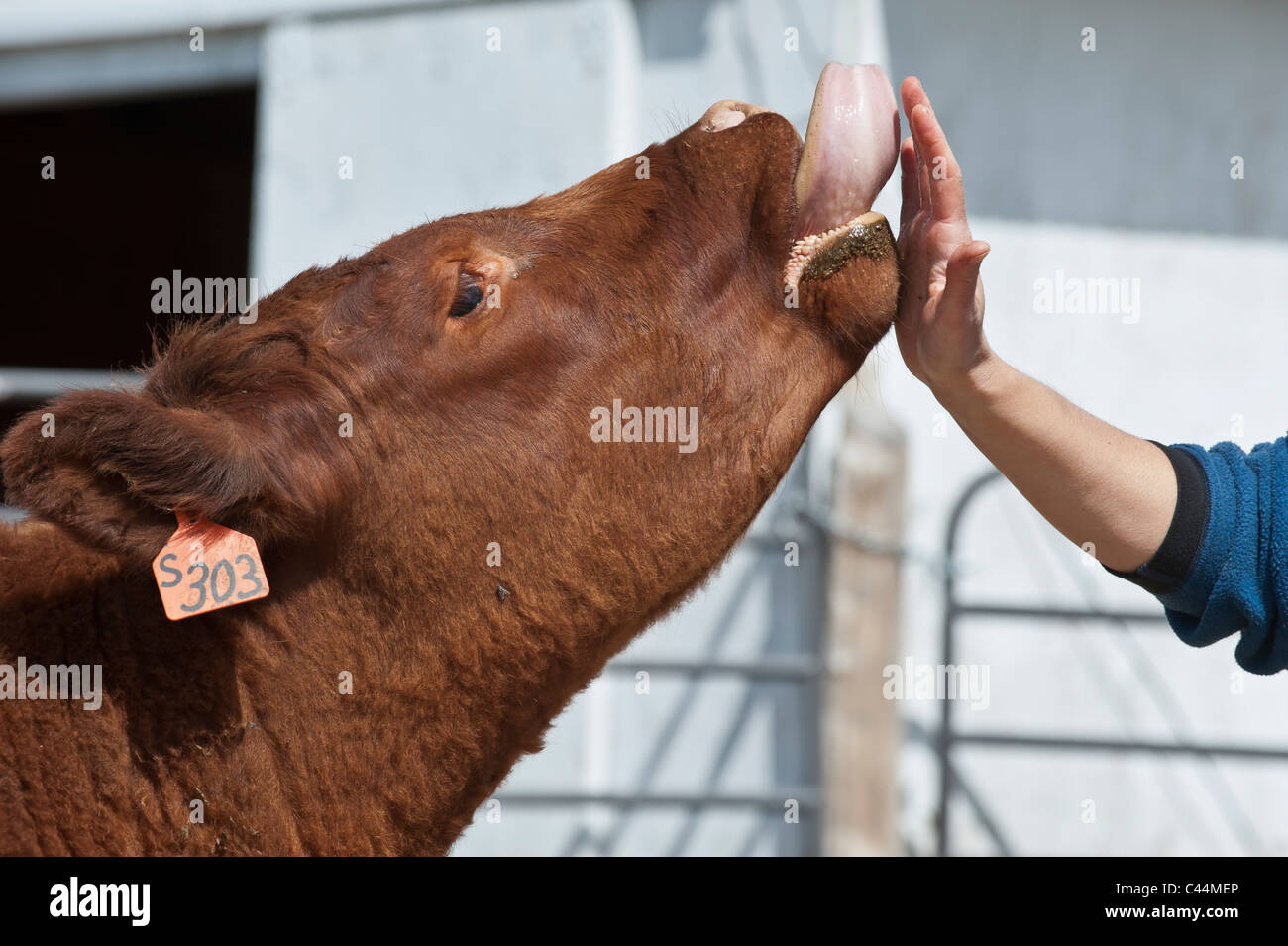 Dexter cow getting a chin rub on a family farm in Stevensville, Montana ...