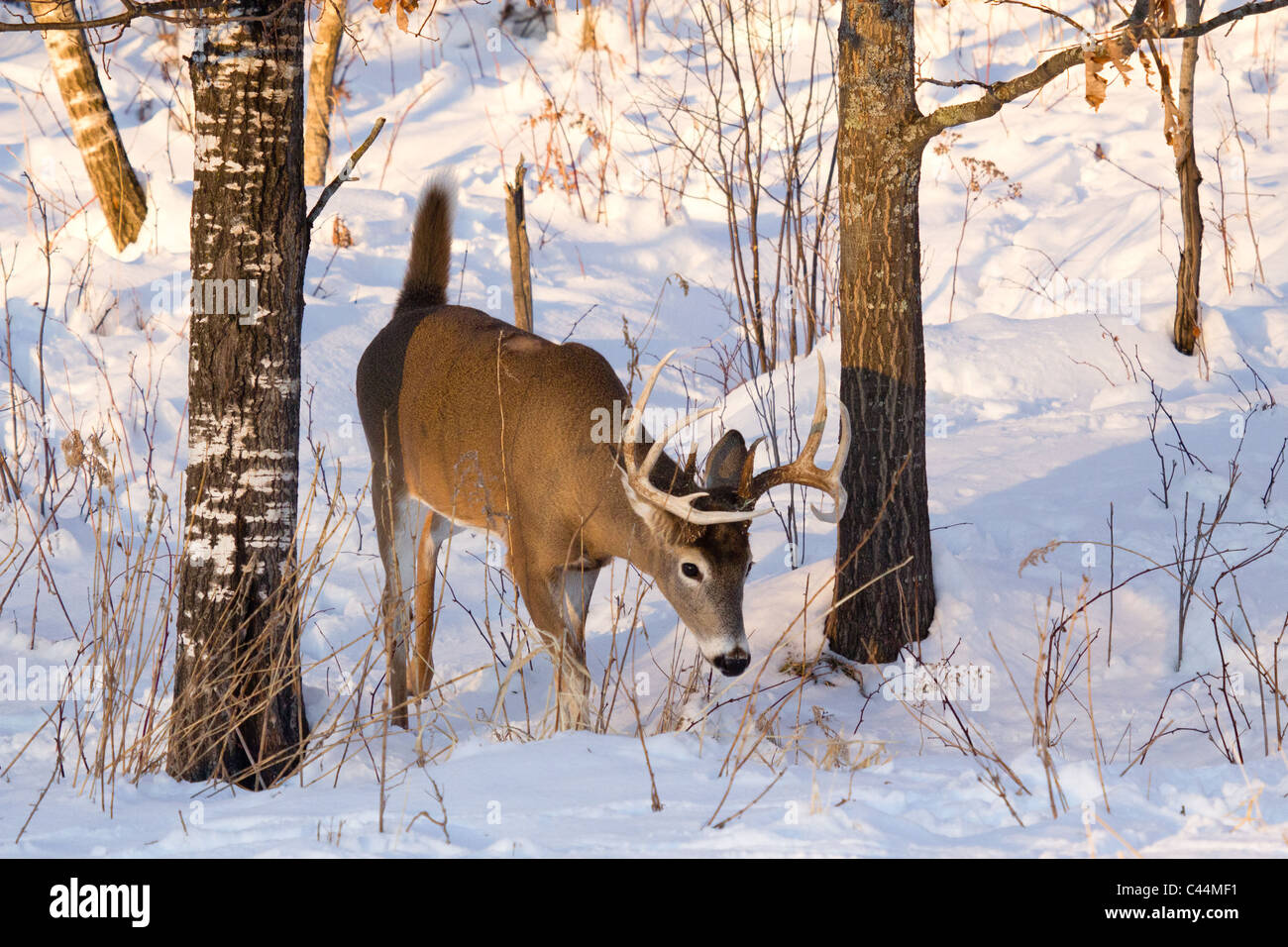 White-tailed deer in winter Stock Photo - Alamy
