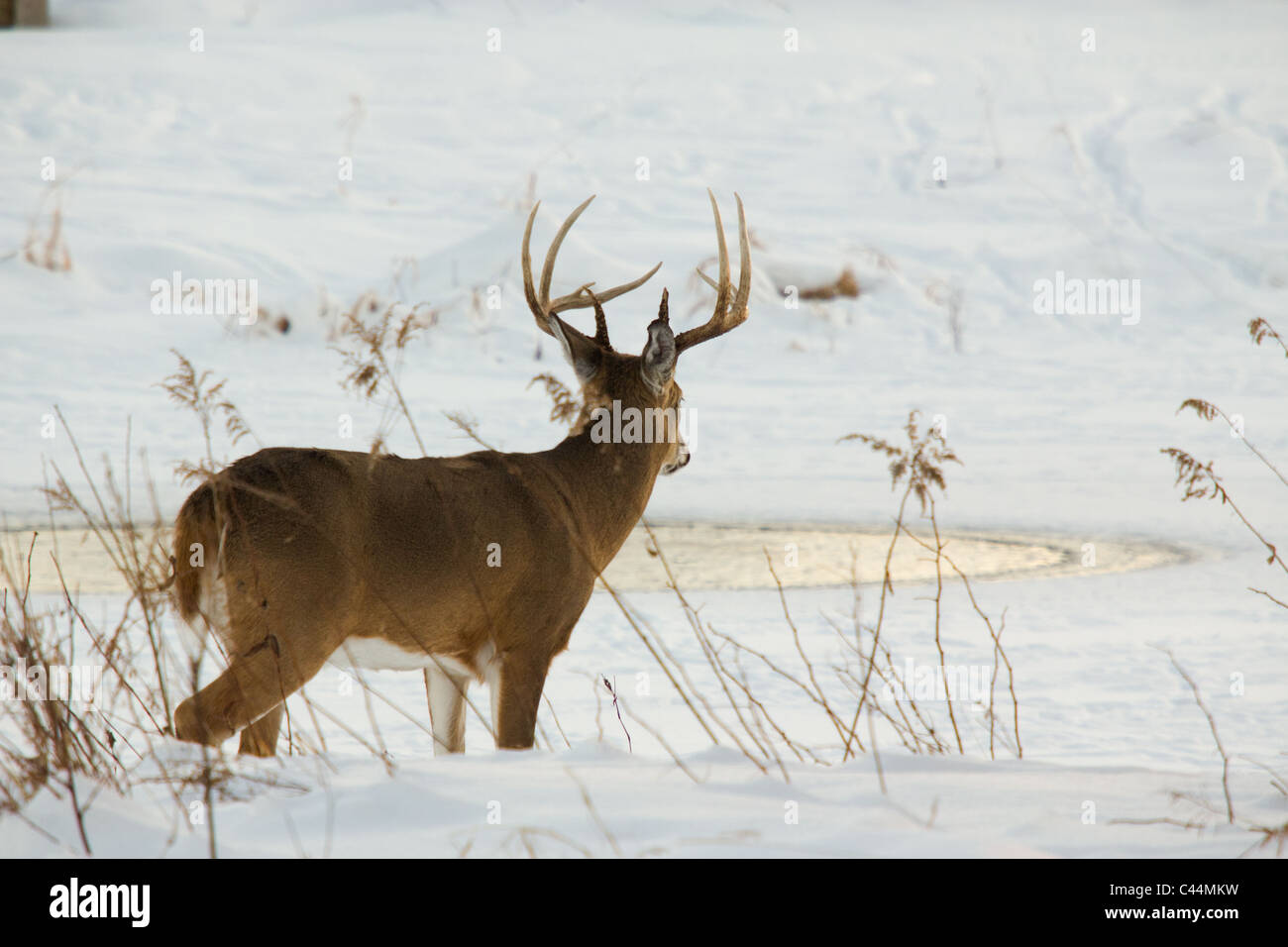 White-tailed deer in winter Stock Photo - Alamy