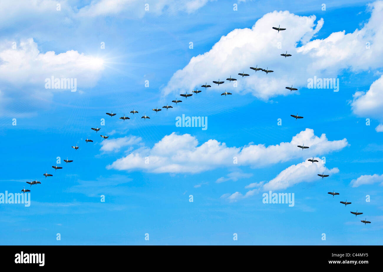 Cluster of birds hi-res stock photography and images - Alamy