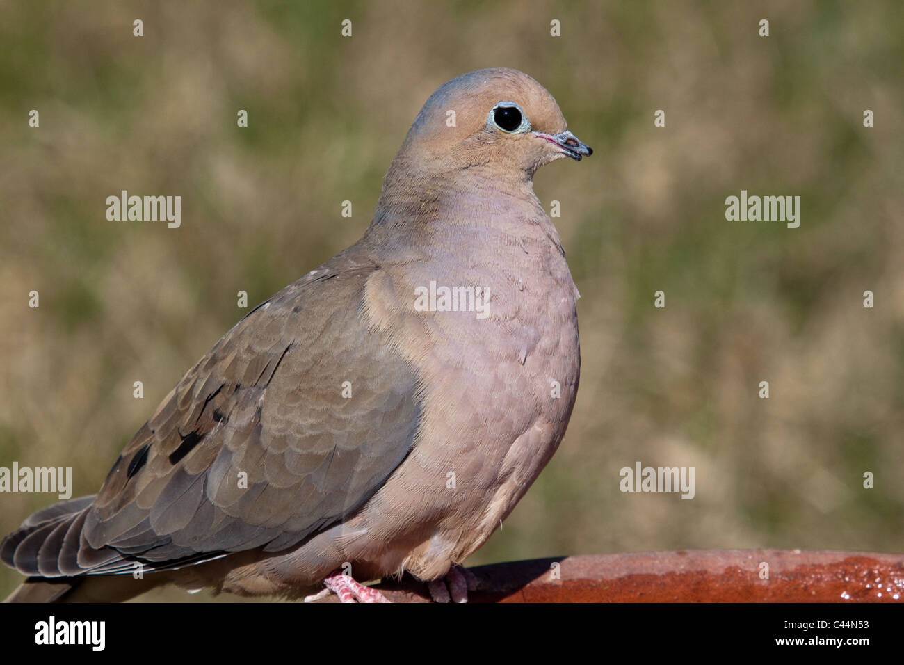 Mourning dove Stock Photo, Royalty Free Image: 36983775 - Alamy