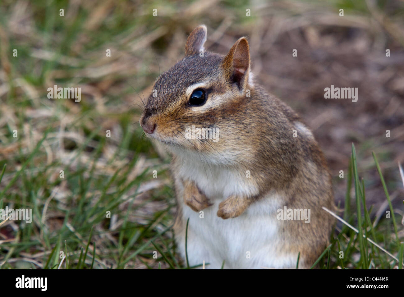 Chipmunk adult hi-res stock photography and images - Alamy