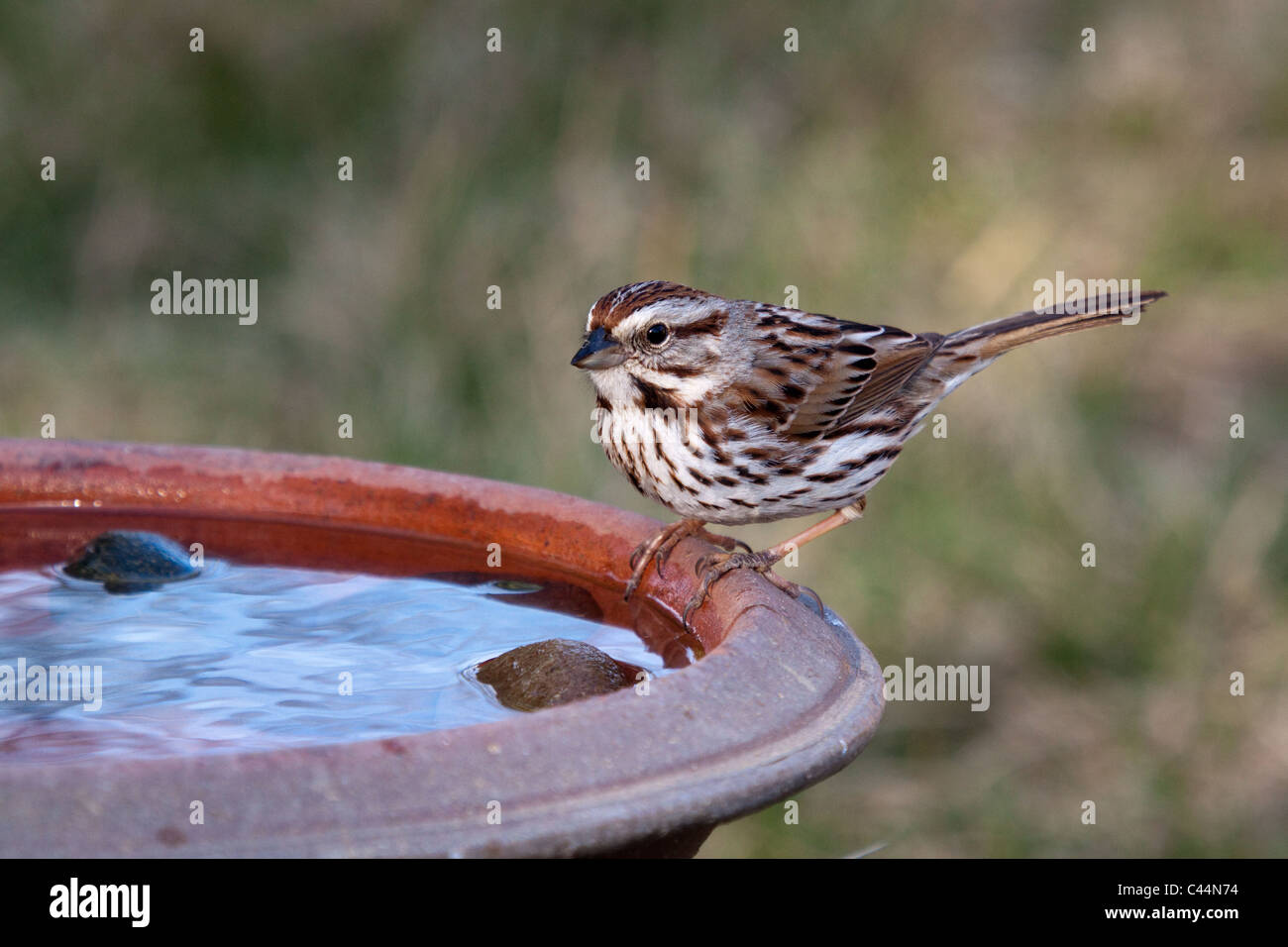 Adult female sparrow hi-res stock photography and images - Alamy