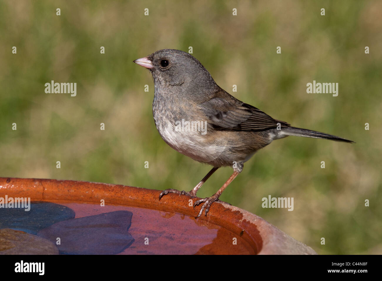 Female junco hi-res stock photography and images - Alamy