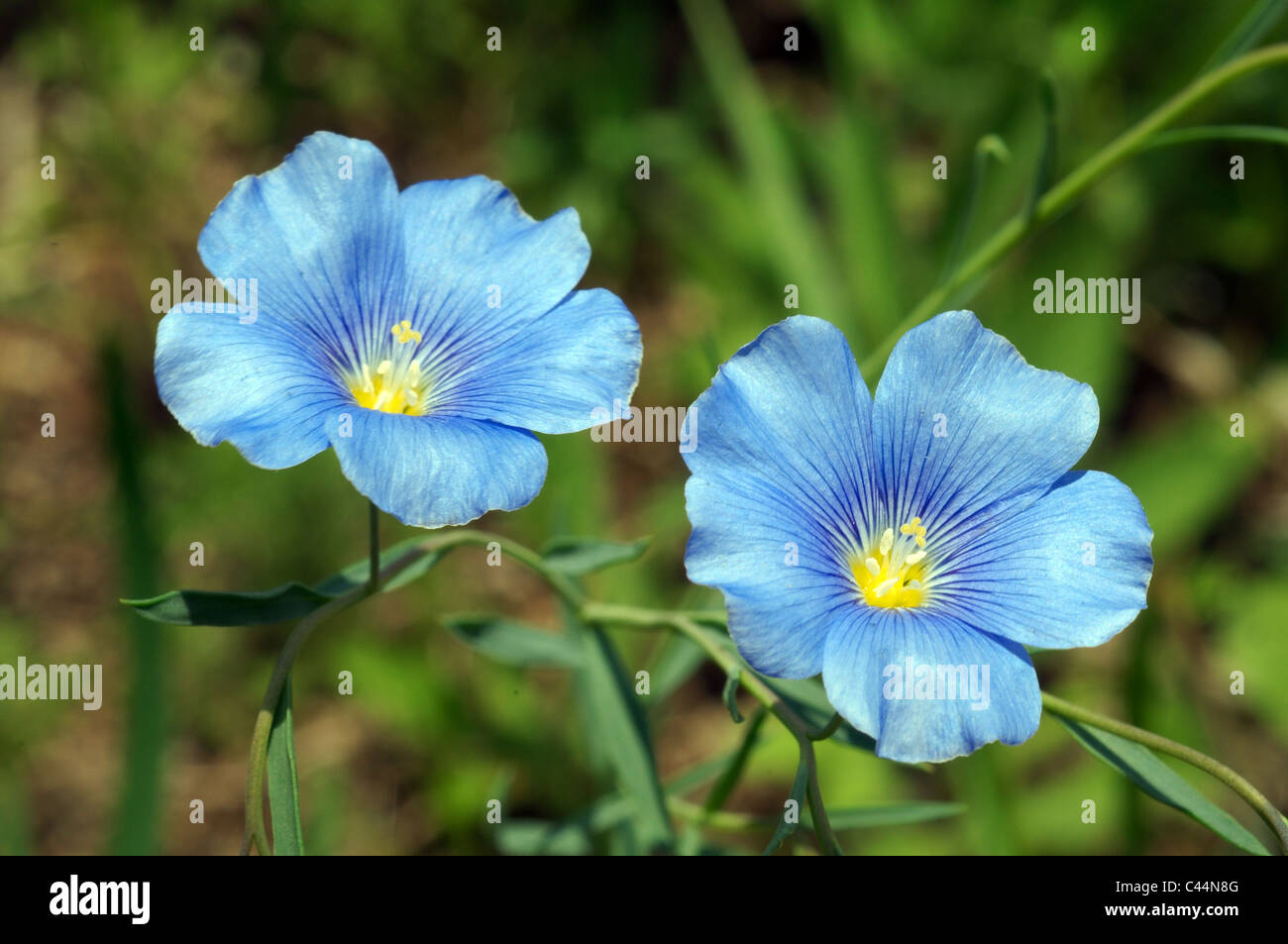 Linseed flower hi-res stock photography and images - Alamy