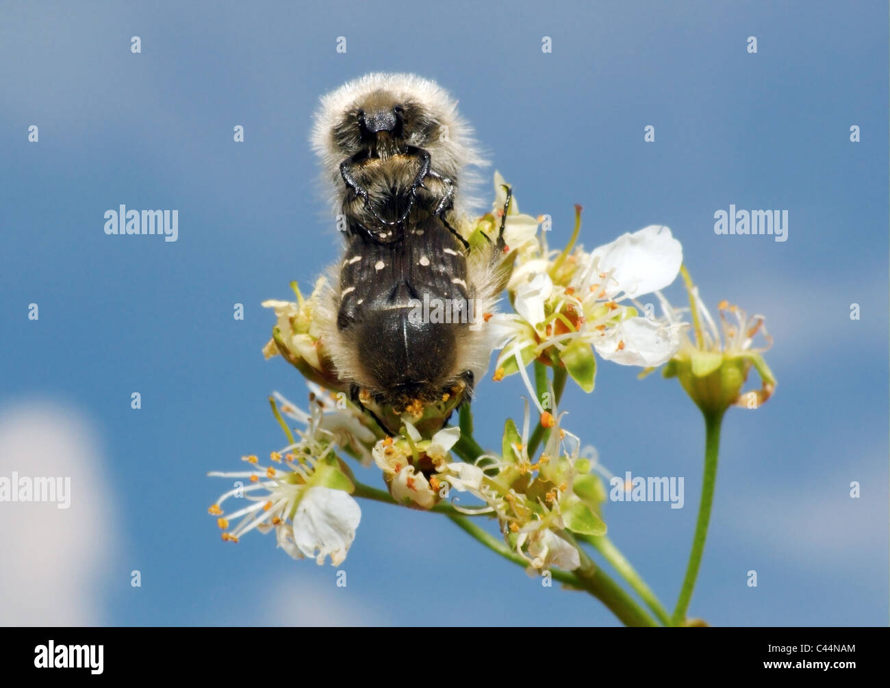 Apple blossom beetle (Epicometis hirta Poda), Ukraine, Eastern Europe ...