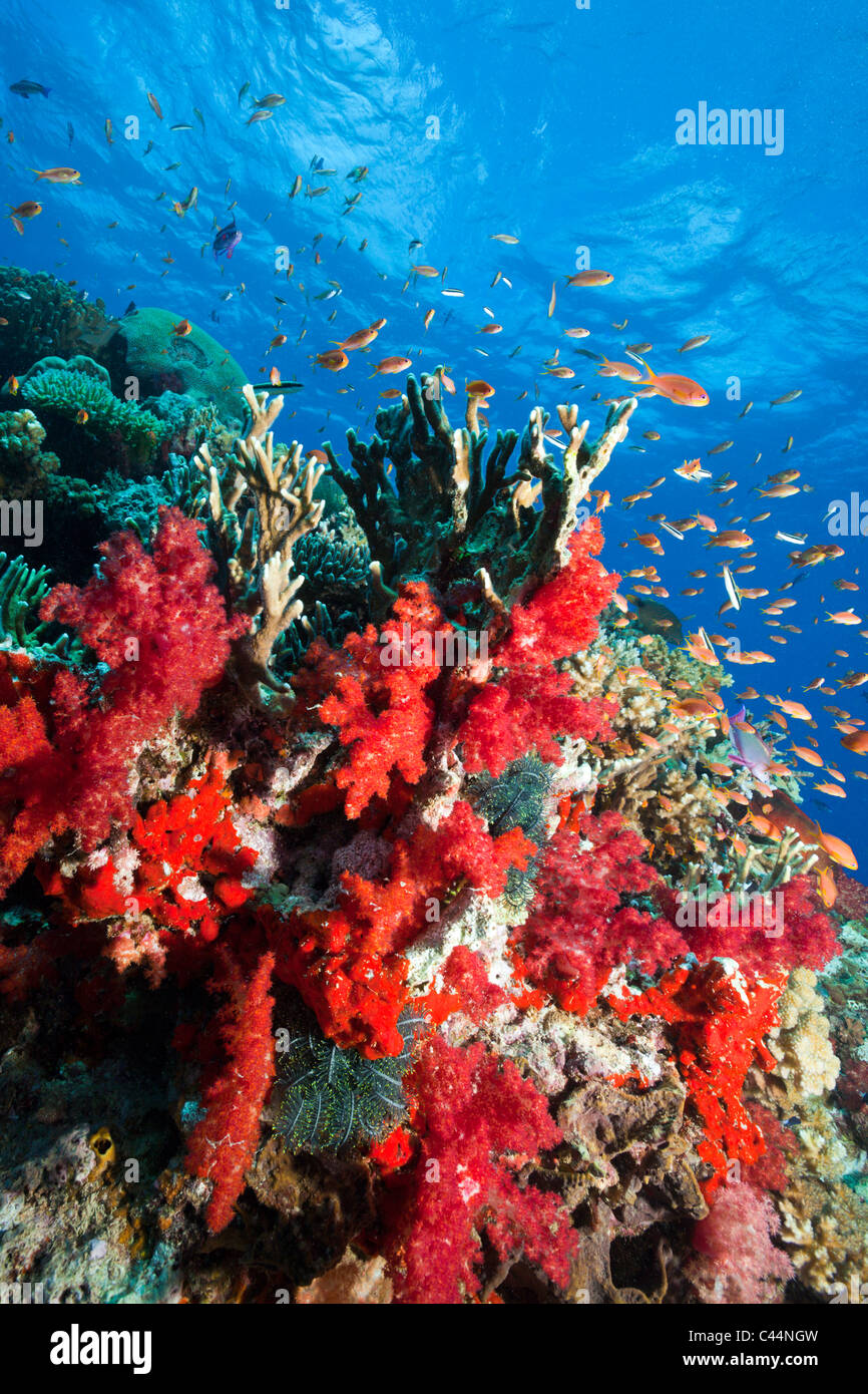 Colorful Coral Reef, Beqa Lagoon, Viti Levu, Fiji Stock Photo - Alamy