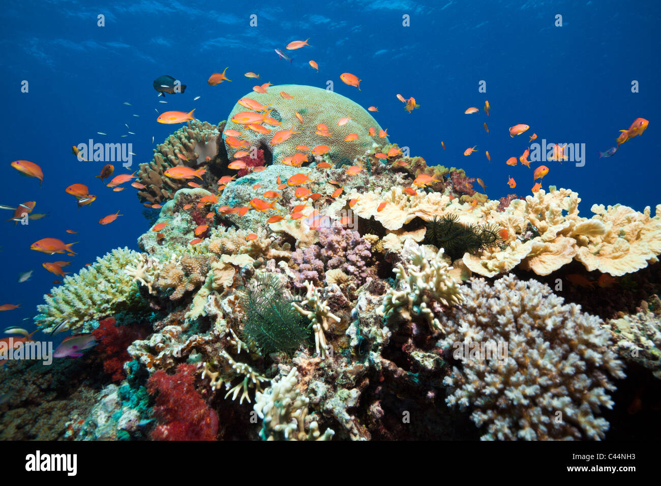 Colorful Coral Reef, Beqa Lagoon, Viti Levu, Fiji Stock Photo - Alamy