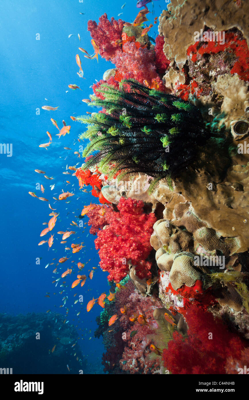 Colorful Coral Reef, Beqa Lagoon, Viti Levu, Fiji Stock Photo - Alamy
