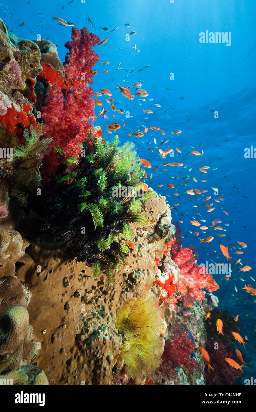 Colorful Coral Reef, Beqa Lagoon, Viti Levu, Fiji Stock Photo - Alamy