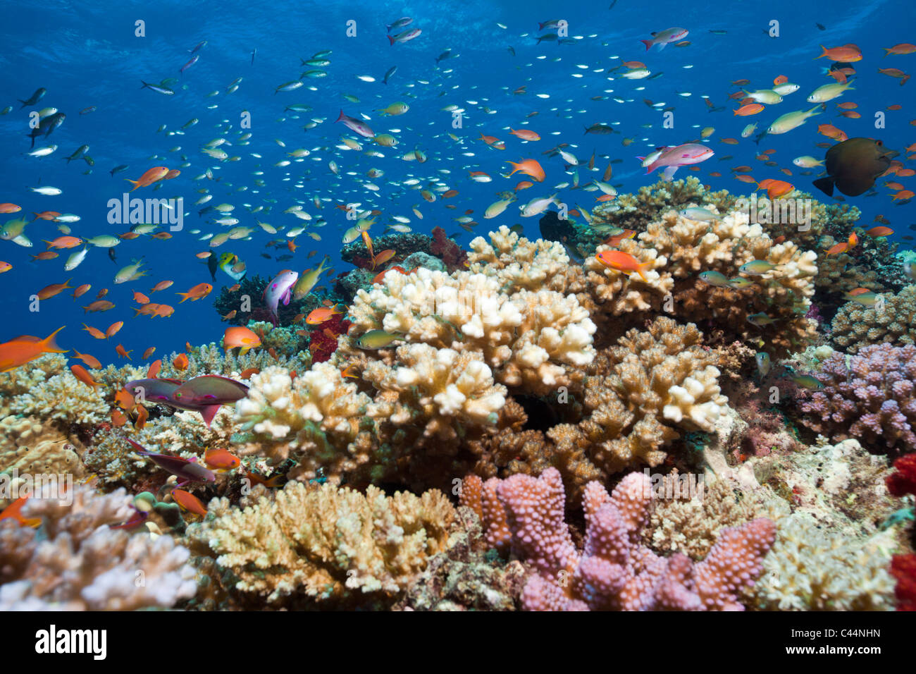 Colorful Coral Reef, Beqa Lagoon, Viti Levu, Fiji Stock Photo - Alamy