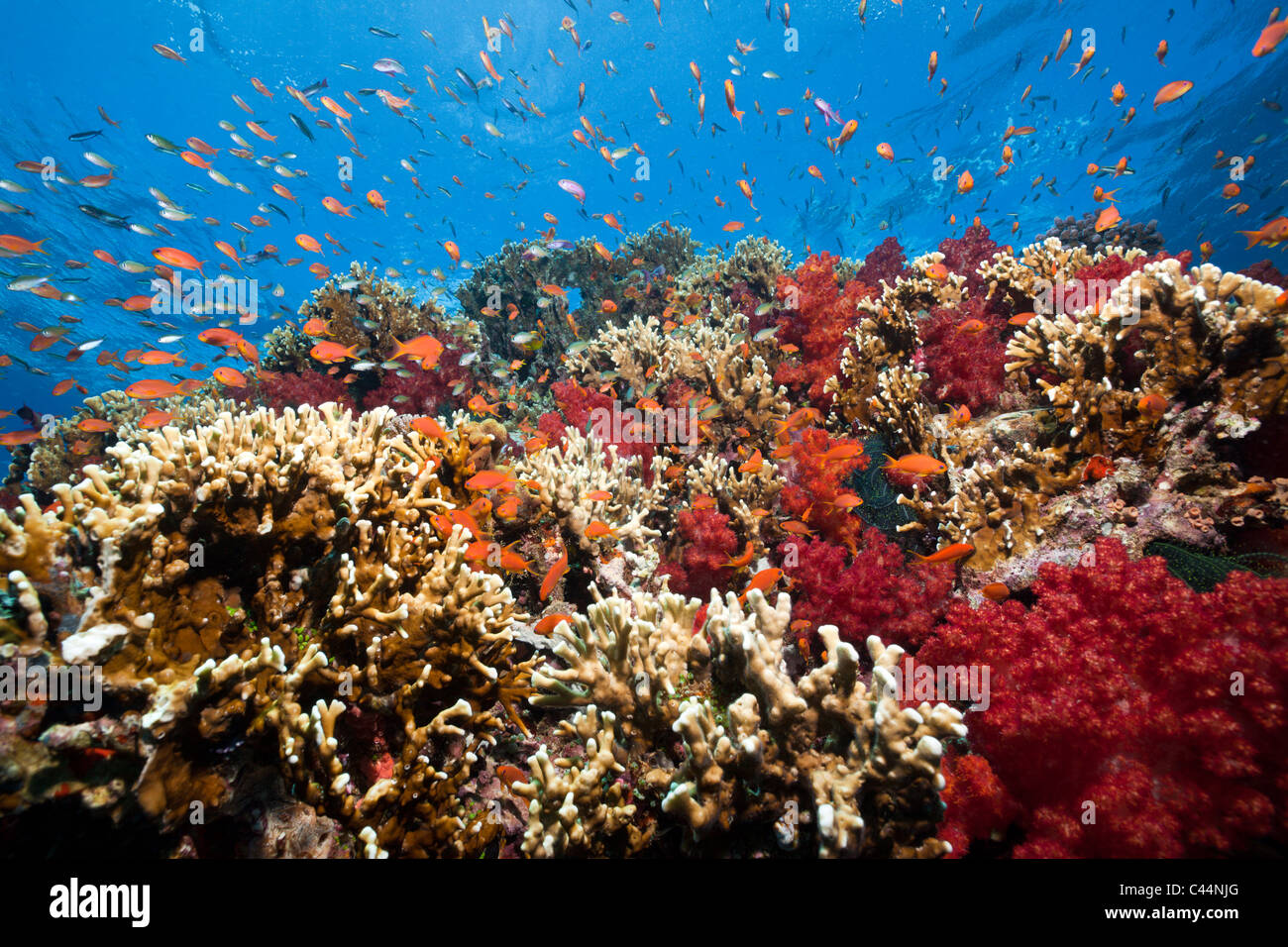 Colorful Coral Reef, Beqa Lagoon, Viti Levu, Fiji Stock Photo - Alamy